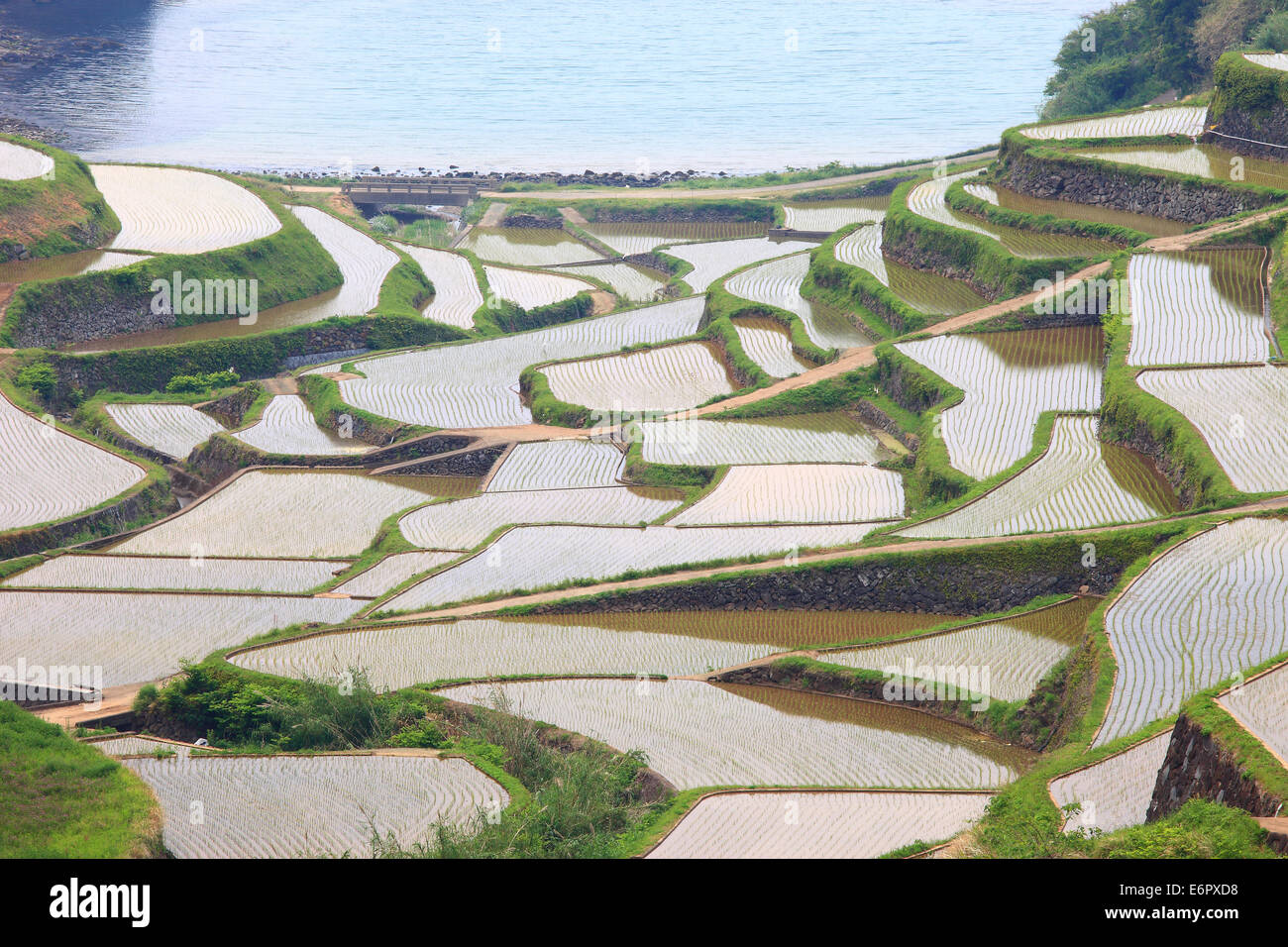 Terraced Rice Field, Japan Stock Photo - Alamy
