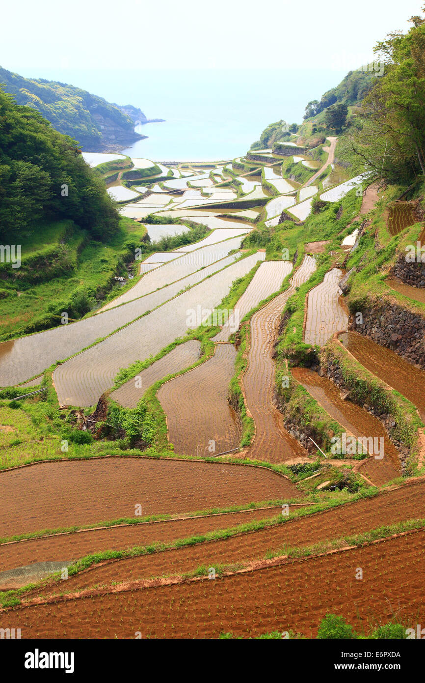 Terraced Rice Field, Japan Stock Photo - Alamy