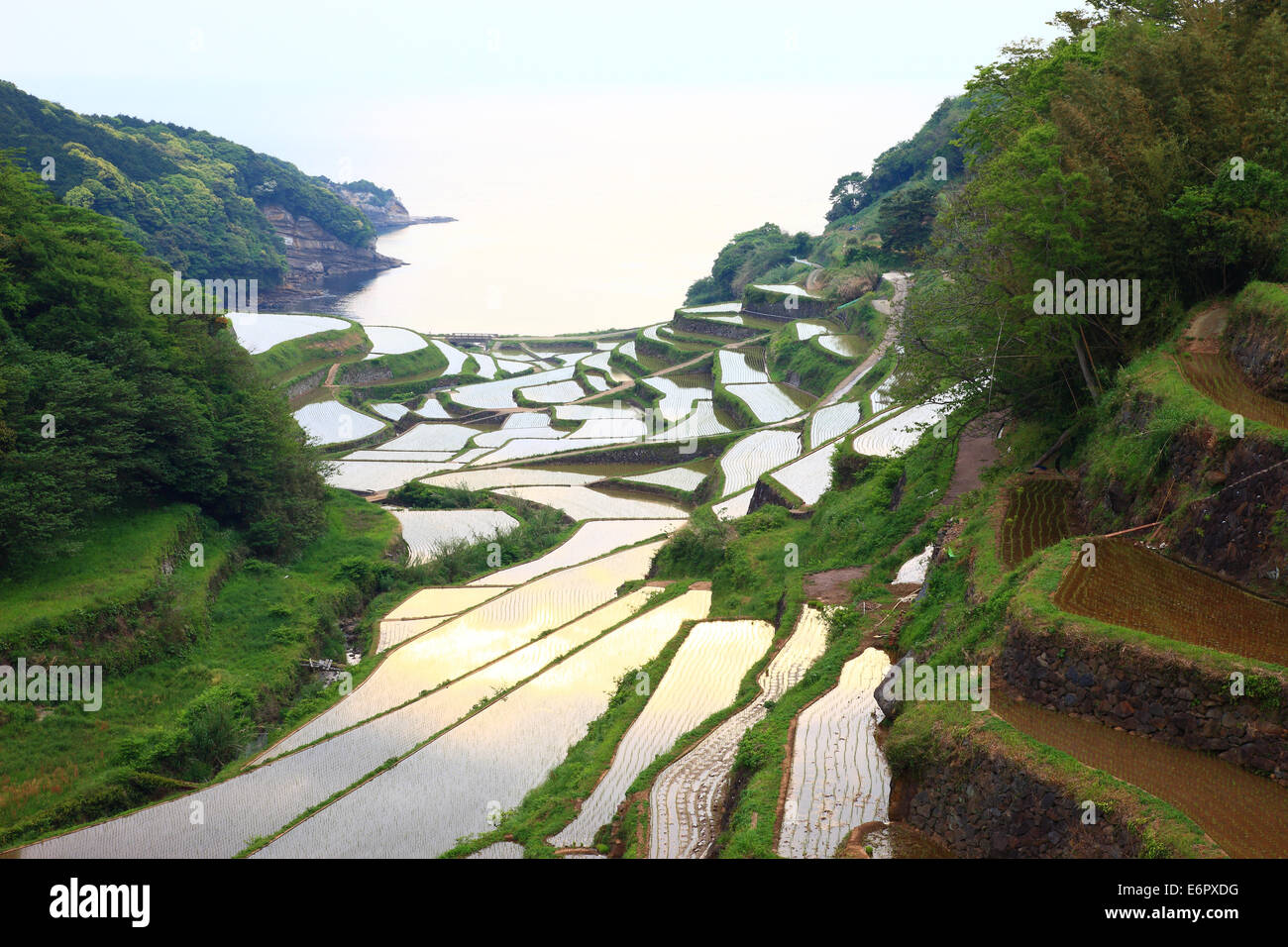 Terraced Rice Field, Japan Stock Photo - Alamy