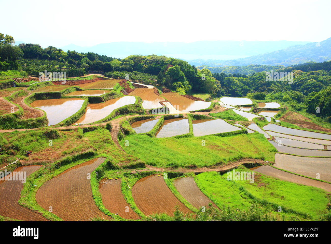 Terraced Rice Field, Japan Stock Photo - Alamy