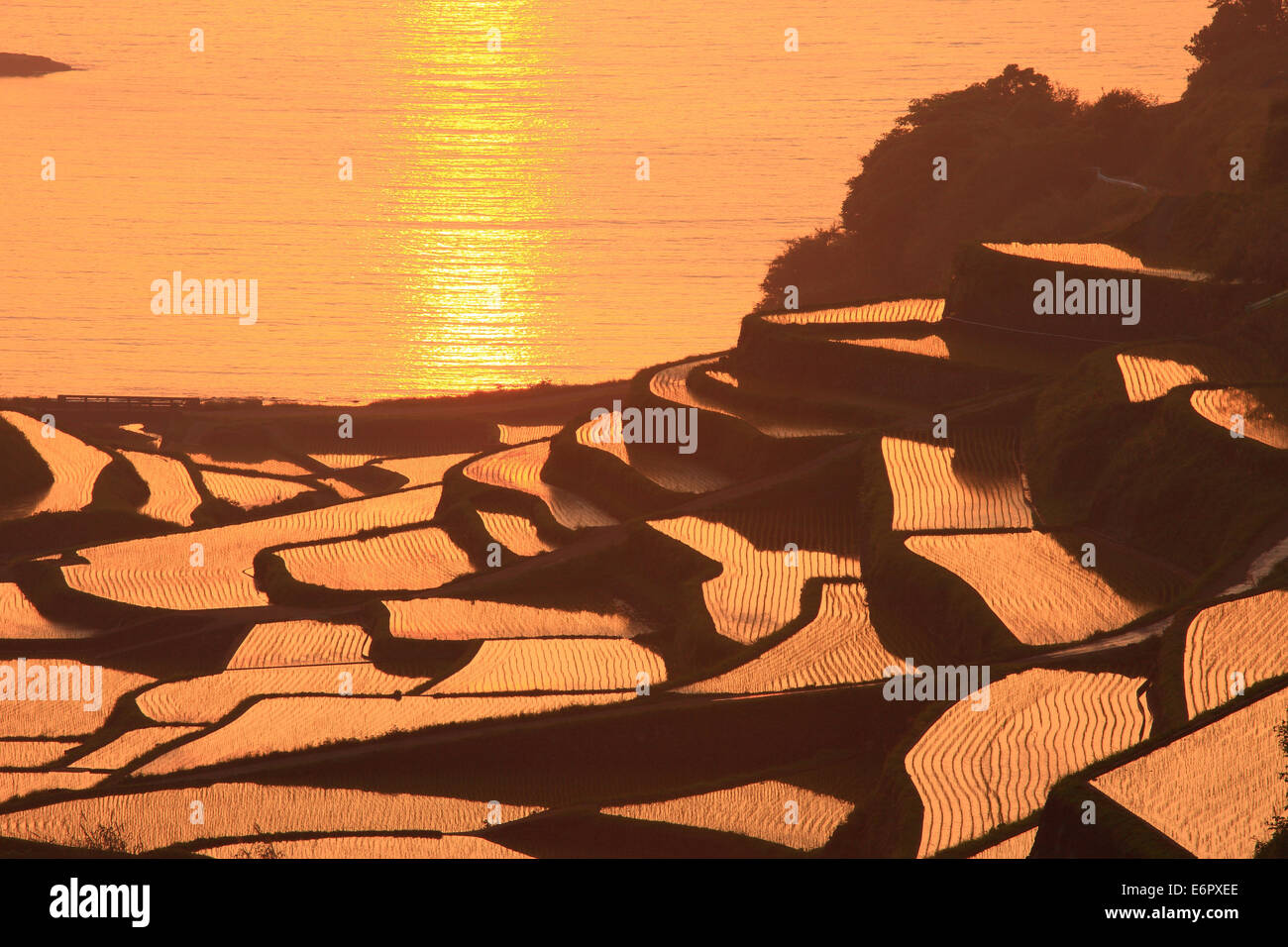 Terraced Rice Field, Japan Stock Photo - Alamy