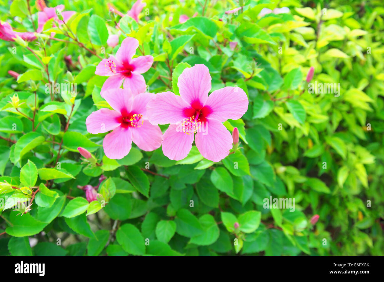 Multiple hibiscus hi-res stock photography and images - Alamy