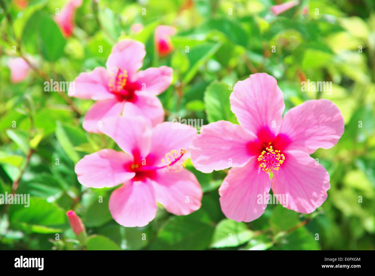 Multiple hibiscus hi-res stock photography and images - Alamy