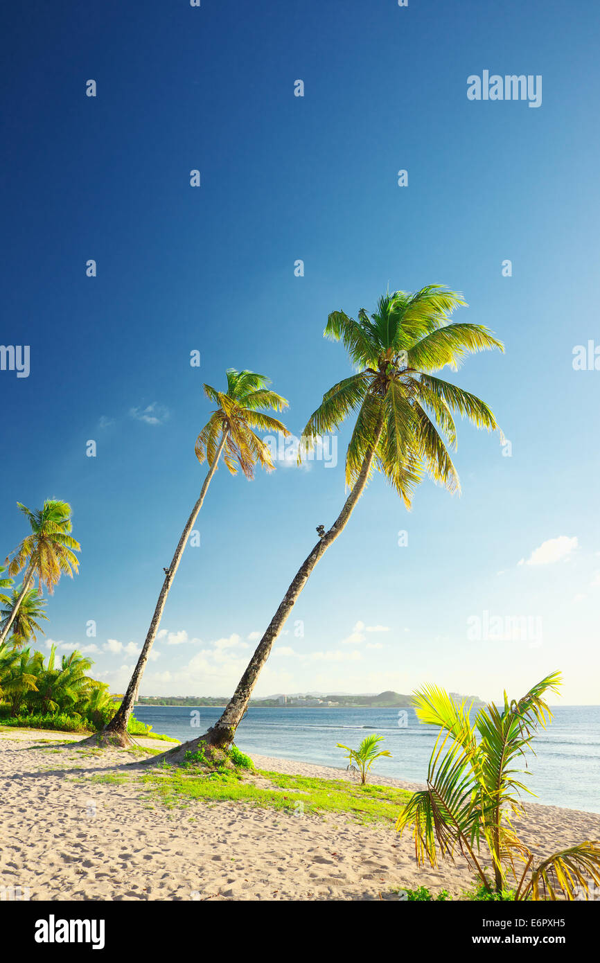 Guam beach palm tree hi-res stock photography and images - Alamy