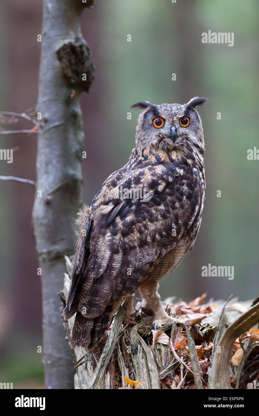 Eurasian Eagle Owl bubo bubo Uhu Eulen Stock Photo - Alamy