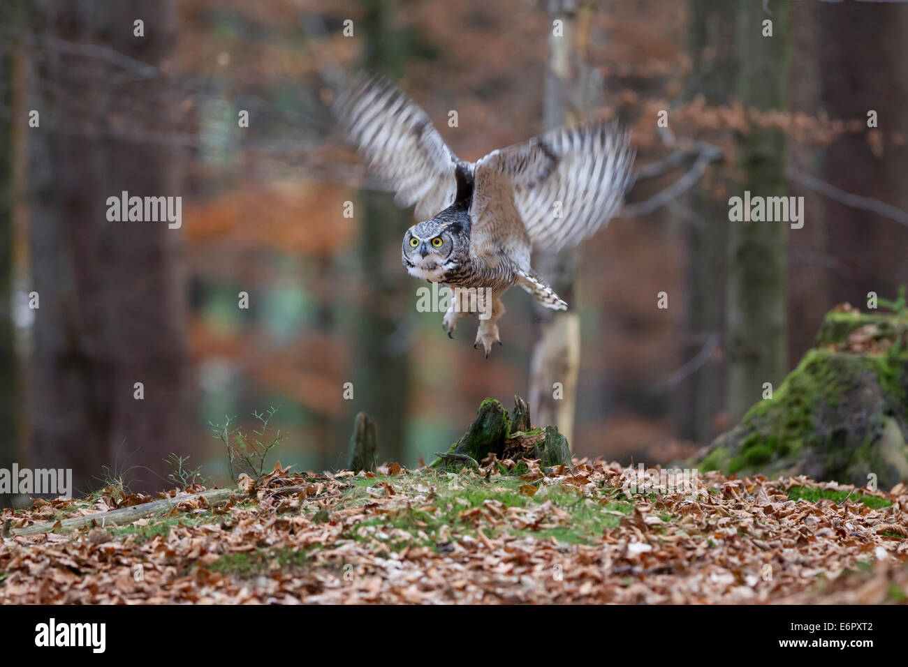 Bubo virginianus Great Horned Owl Virginia Uhu Stock Photo - Alamy