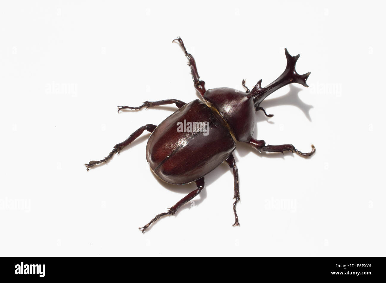 Summer beetle Cut Out Stock Images & Pictures - Alamy