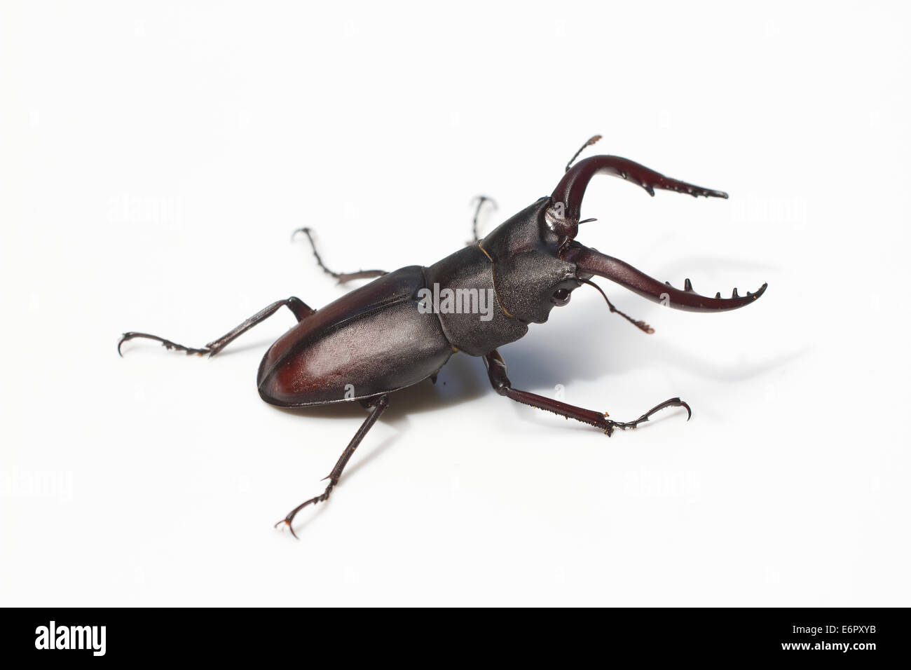 White stag Cut Out Stock Images & Pictures - Alamy