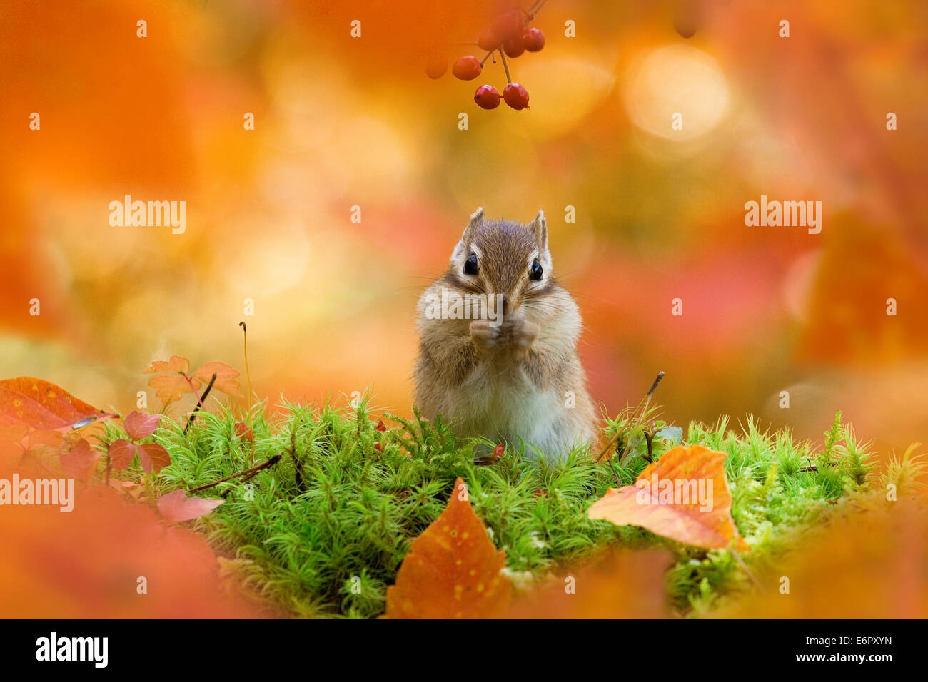 Chipmunk cheek hi-res stock photography and images - Alamy