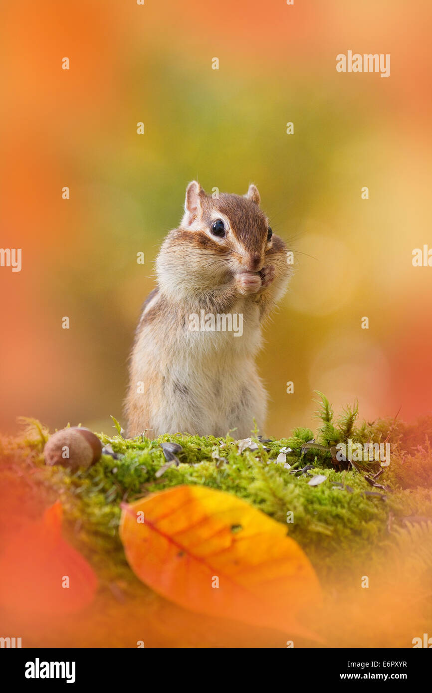 Chipmunk acorn hi-res stock photography and images - Alamy