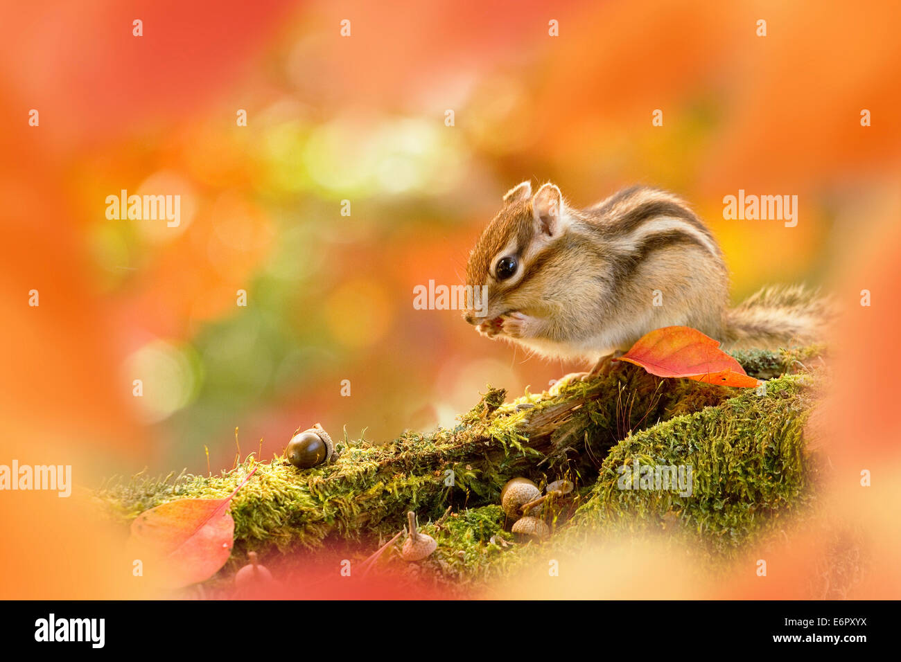 Chipmunk eating acorn side hi-res stock photography and images - Alamy