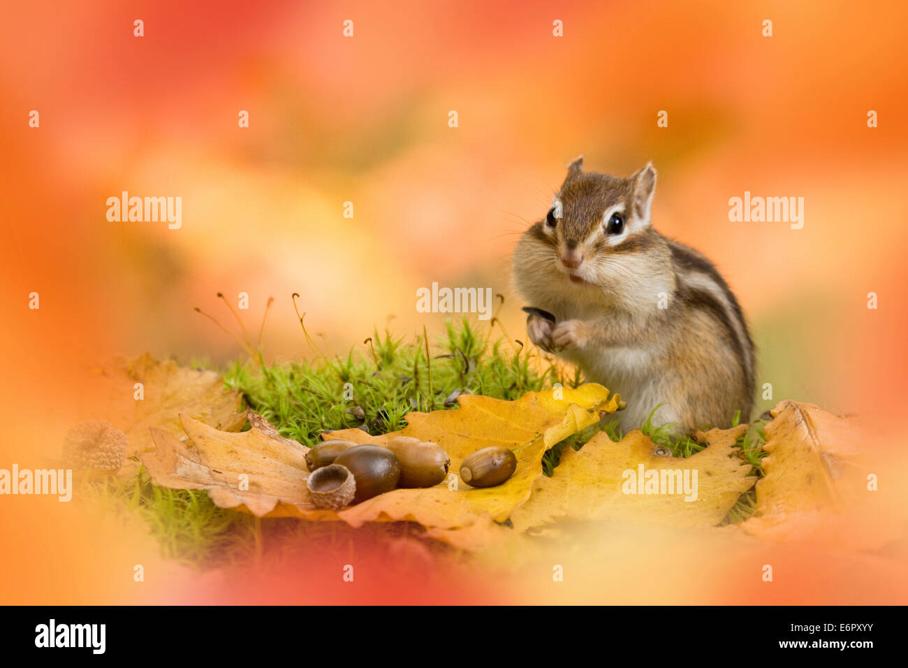 Chipmunk Acorn High Resolution Stock Photography and Images - Alamy