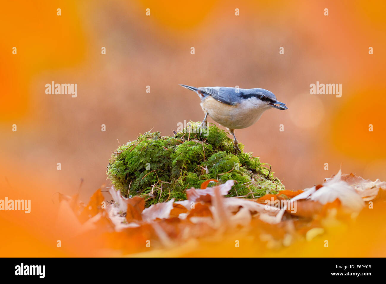 Nuthatch image hi-res stock photography and images - Alamy