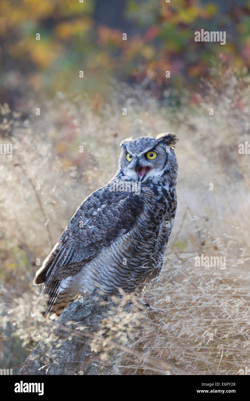 Bubo virginianus Great Horned Owl Virginia Uhu Stock Photo - Alamy