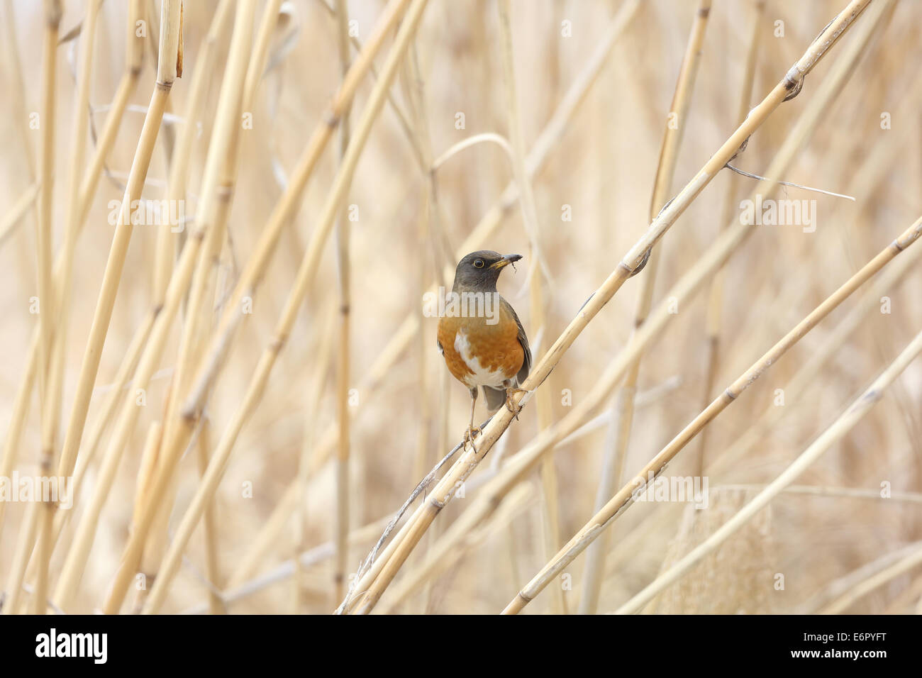 Brown headed thrush hi-res stock photography and images - Alamy