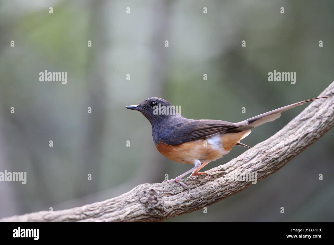 Robin whole body hi-res stock photography and images - Alamy