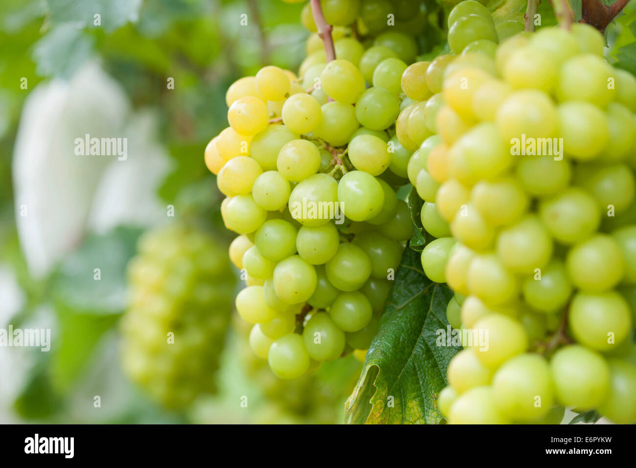 Shine muscat grapes hi-res stock photography and images - Alamy