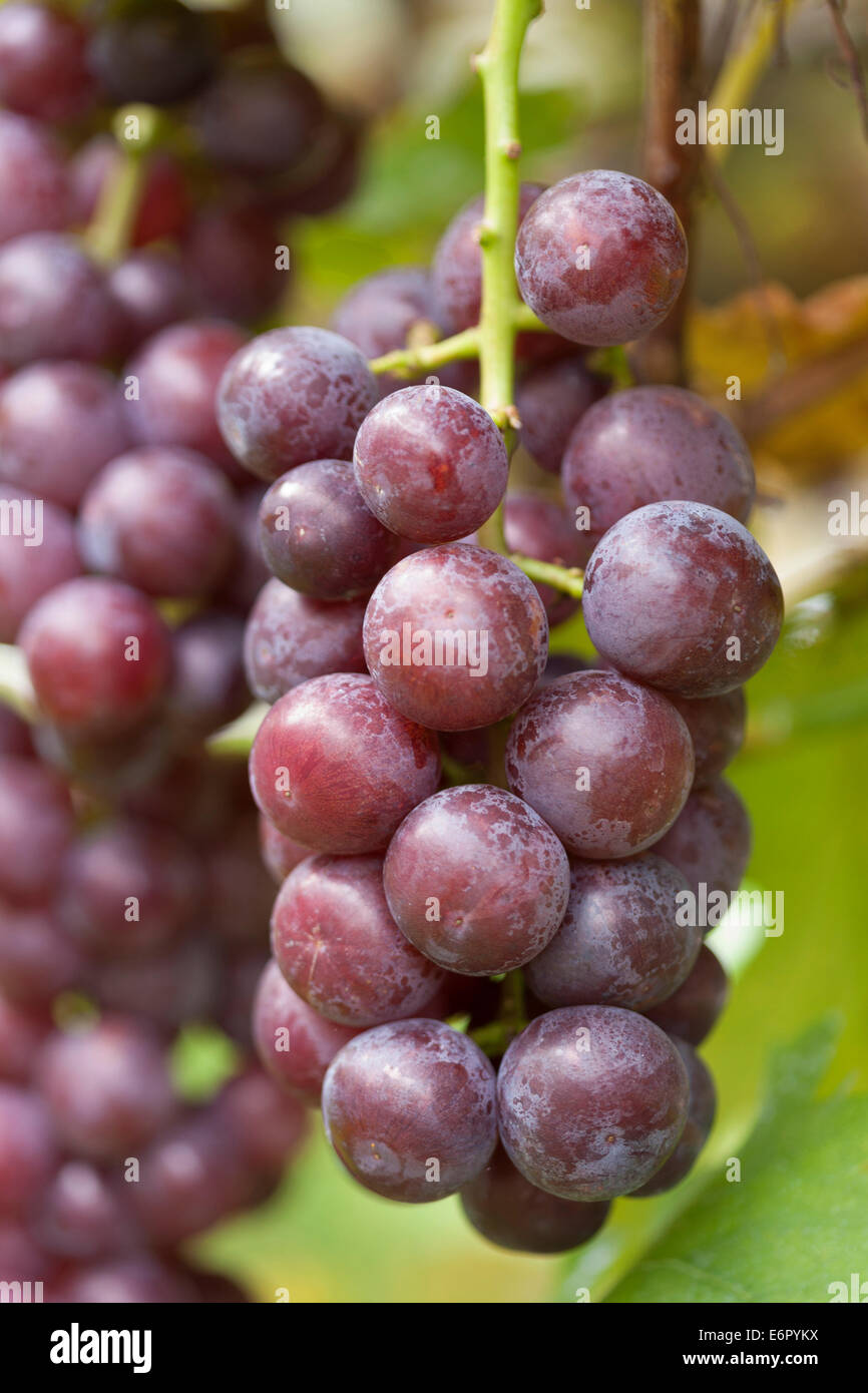 Grape pione hi-res stock photography and images - Alamy