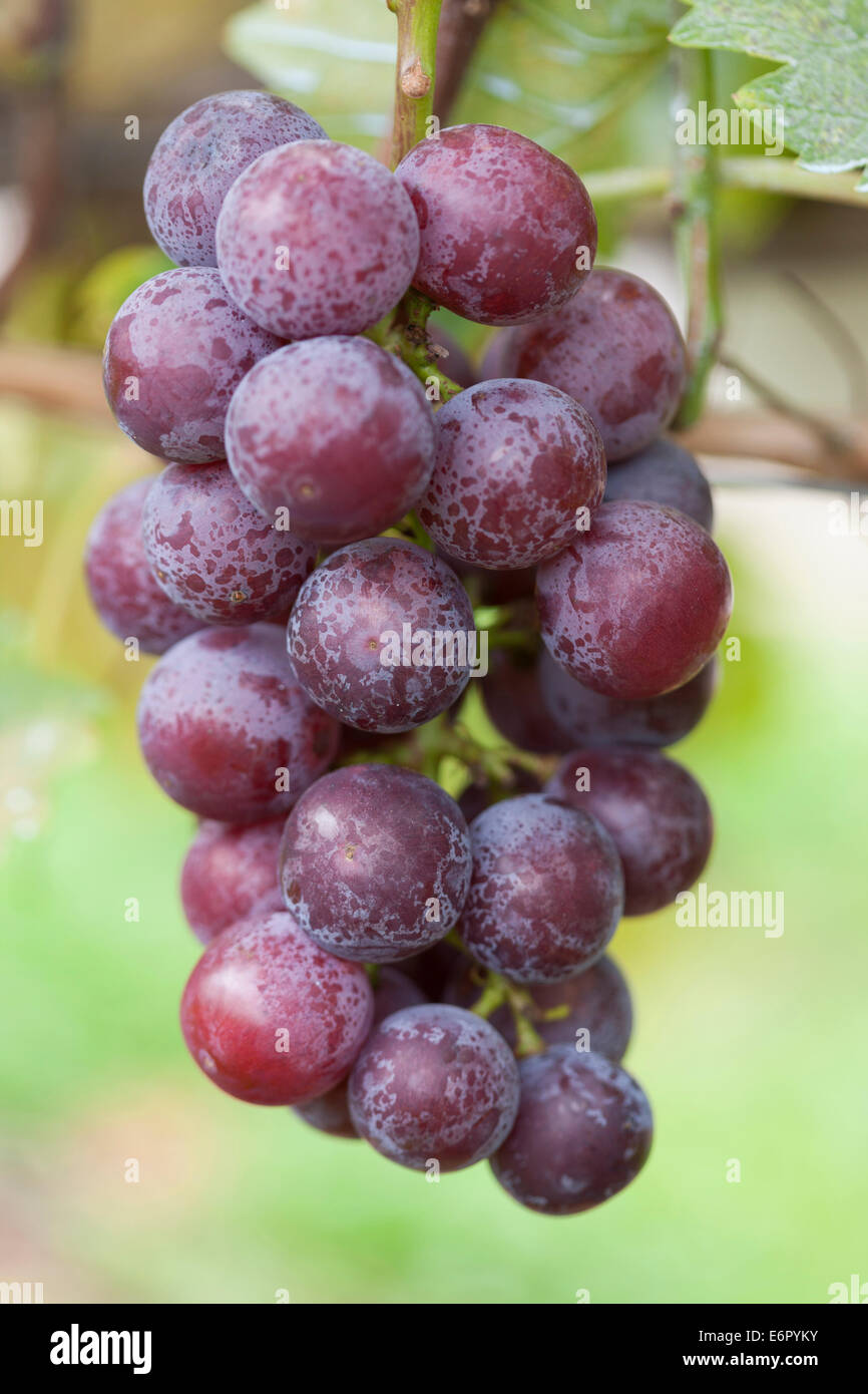 Grape pione hi-res stock photography and images - Alamy