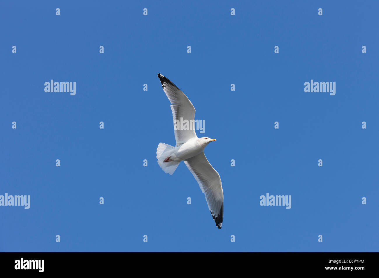 Good luck feather hi-res stock photography and images - Alamy