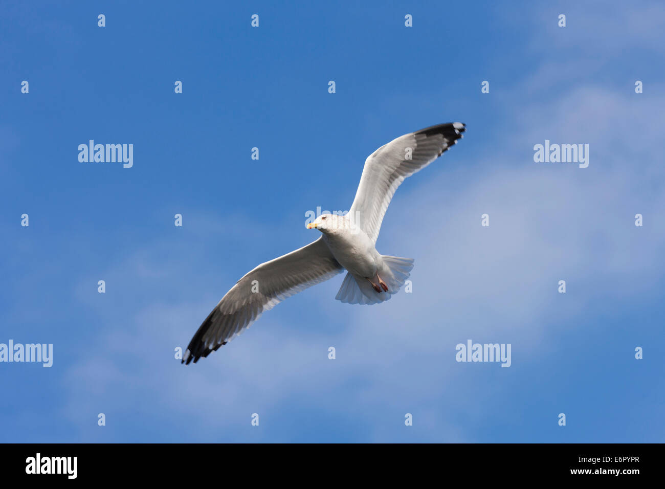 Good luck feather hi-res stock photography and images - Alamy
