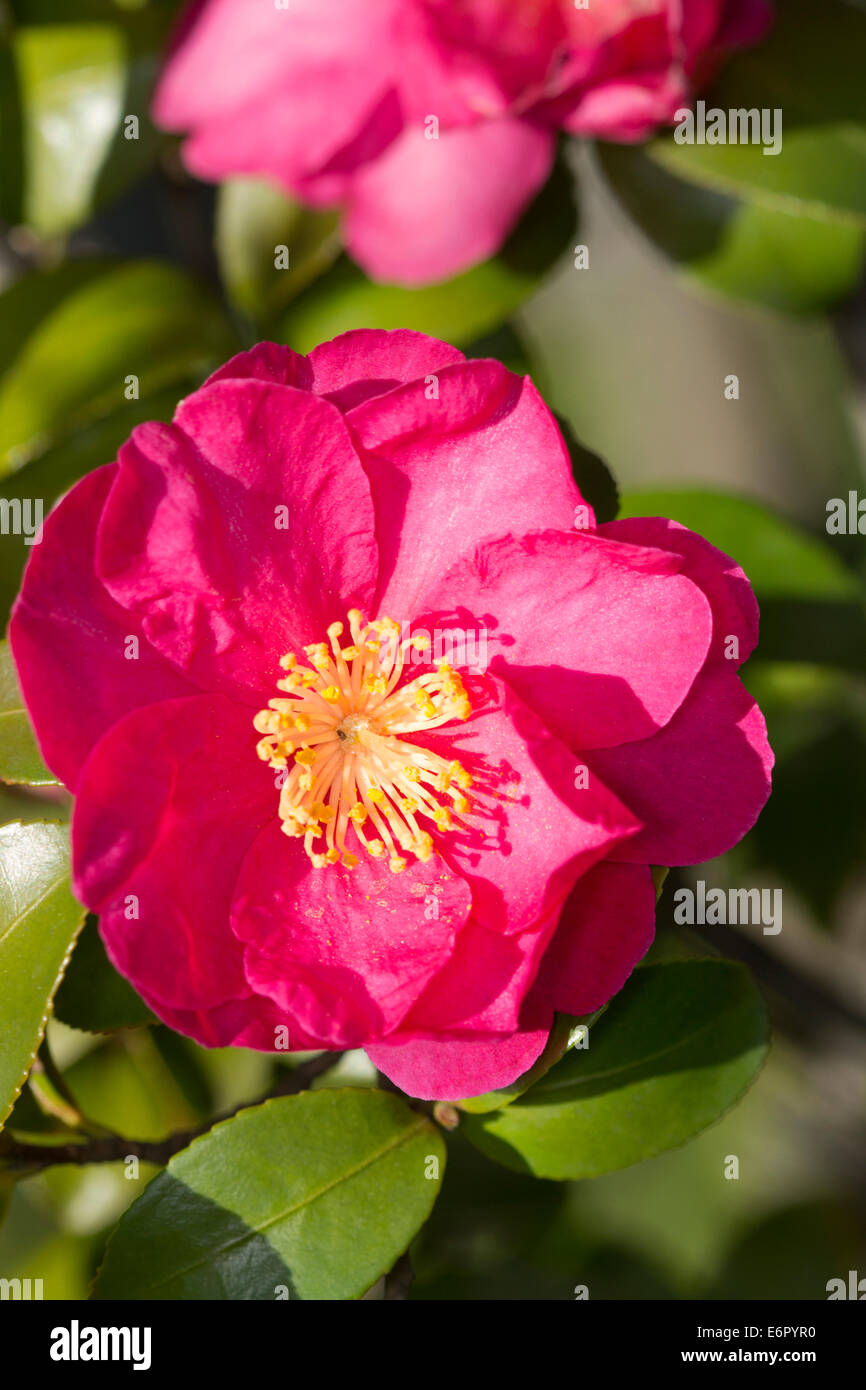 Sasanqua camellia camellia sasanqua flower hi-res stock photography and ...