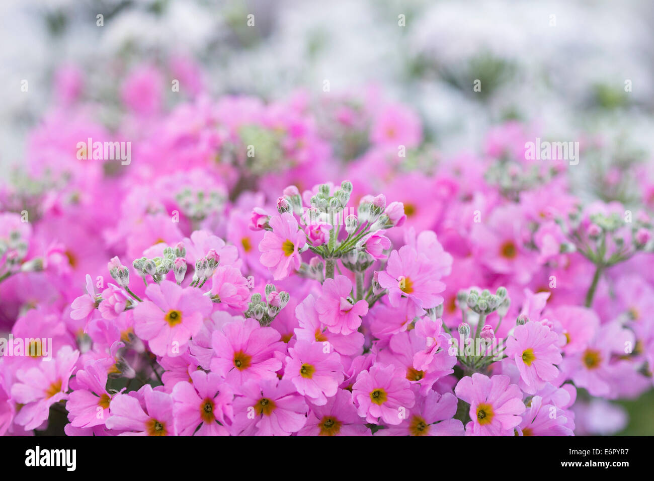 Japanese primrose field hi-res stock photography and images - Alamy