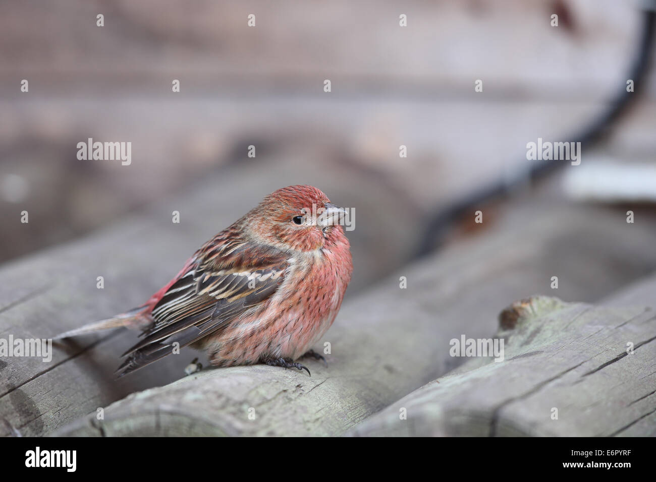 Finch building hi-res stock photography and images - Alamy