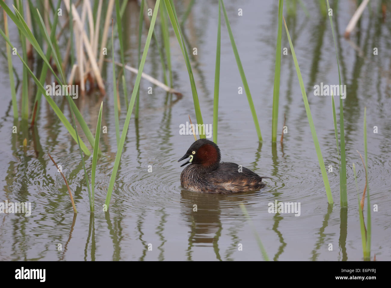 Grabe hi-res stock photography and images - Alamy
