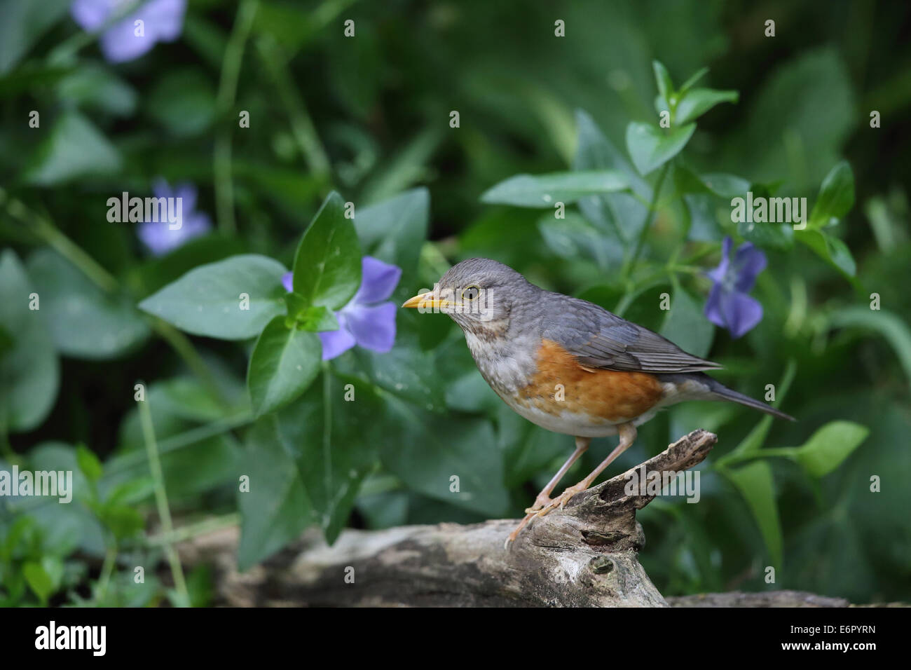 Purple thrush hi-res stock photography and images - Alamy