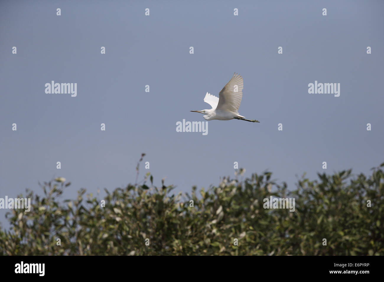 Egretta eulophotes hi-res stock photography and images - Alamy