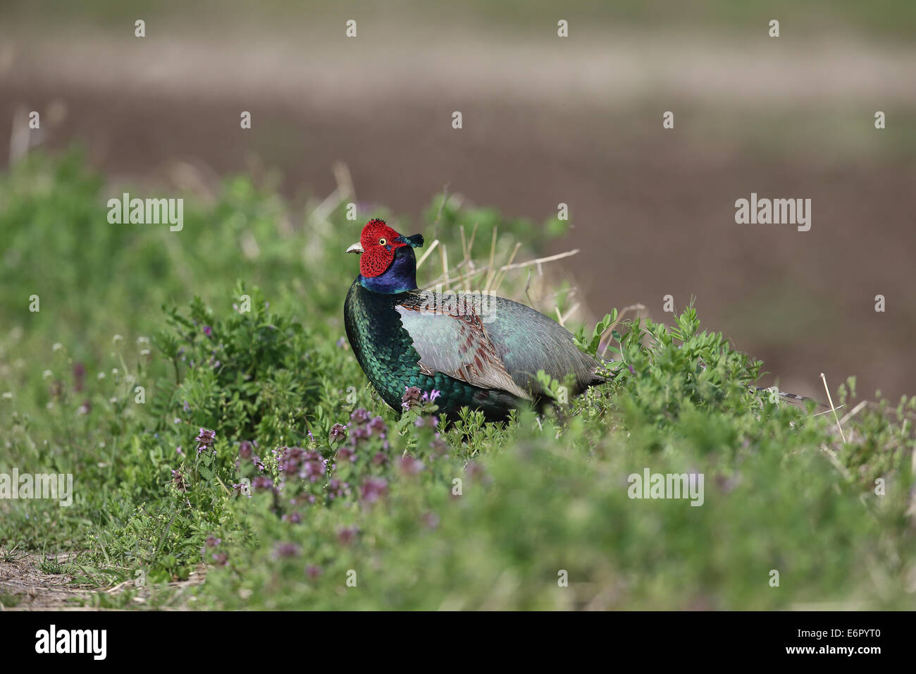 Japan green pheasant hi-res stock photography and images - Alamy