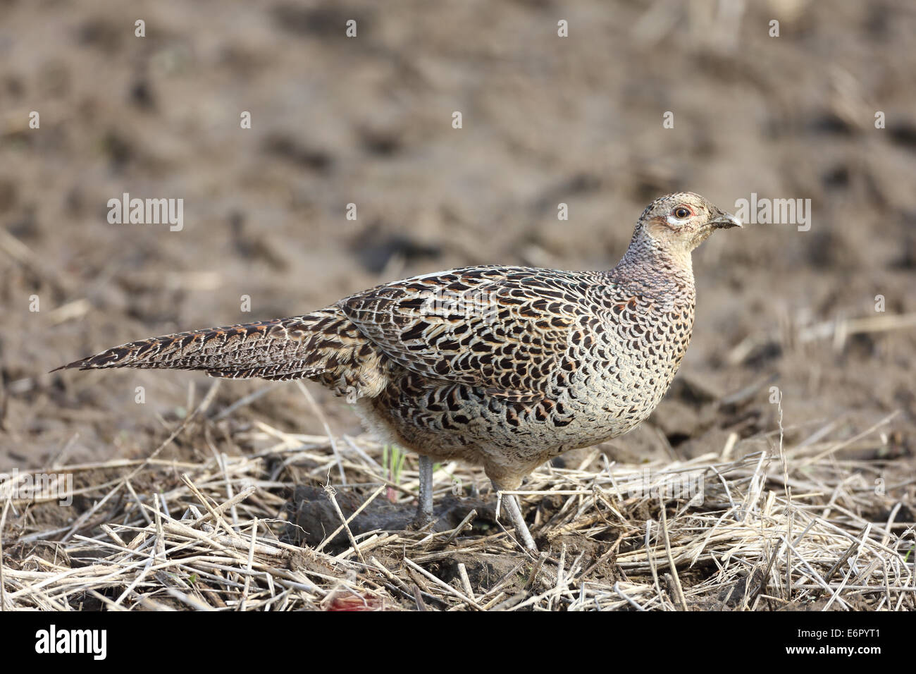 Pheasant side view hi-res stock photography and images - Alamy