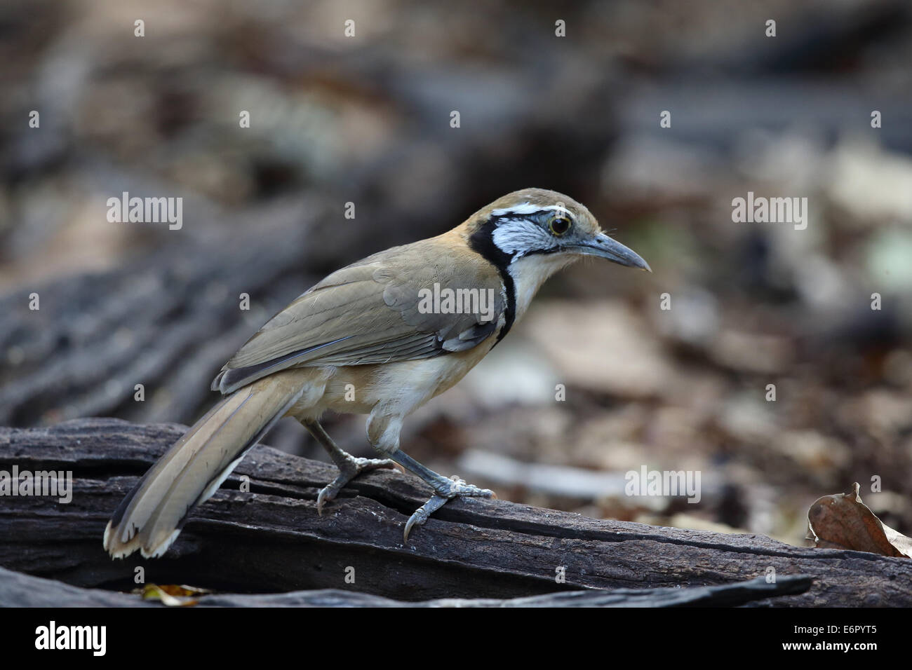 Hwamei hi-res stock photography and images - Alamy