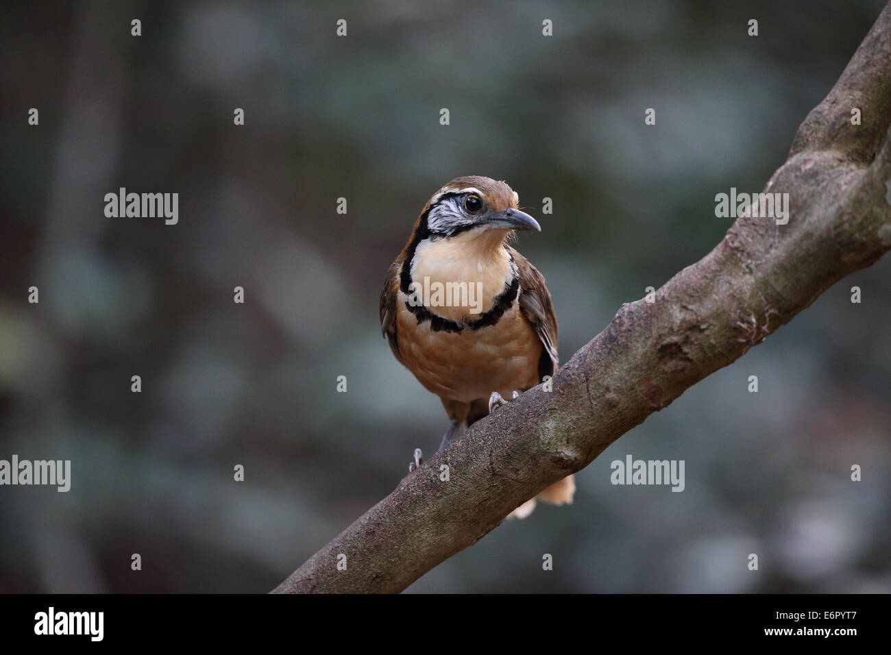 Chinese hwamei hi-res stock photography and images - Alamy