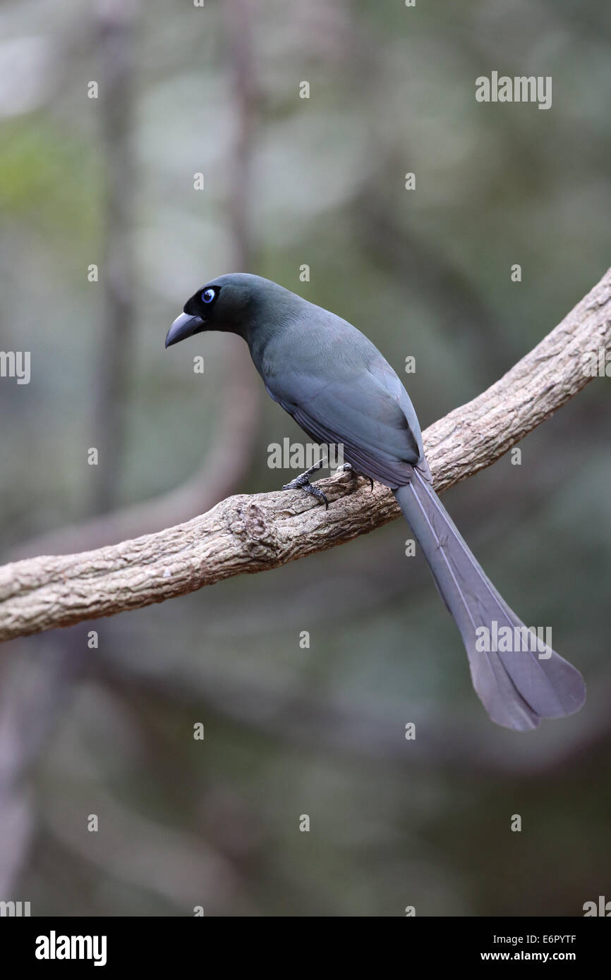 Azure tailed hi-res stock photography and images - Alamy