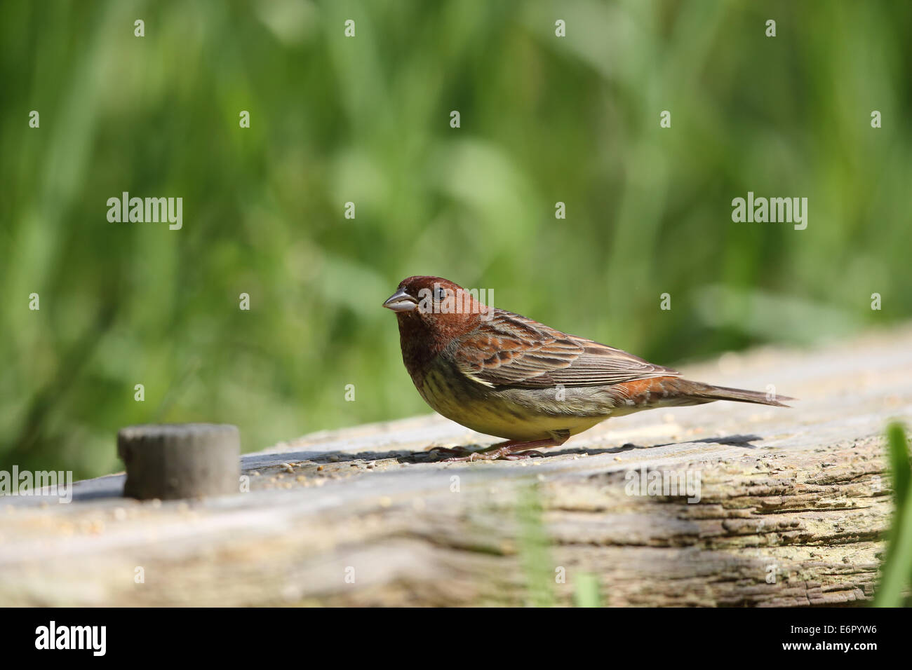 Chestnut bunting hi-res stock photography and images - Alamy