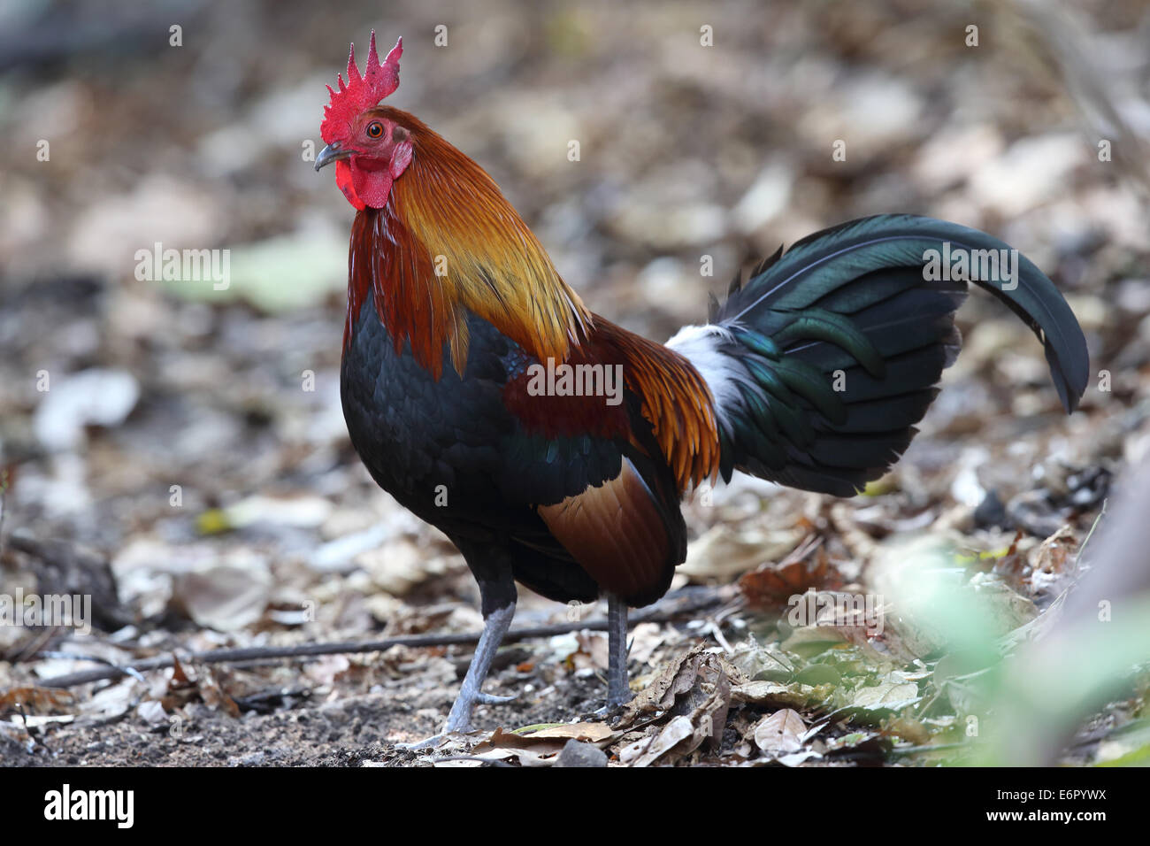 Male red jungle fowl hi-res stock photography and images - Alamy