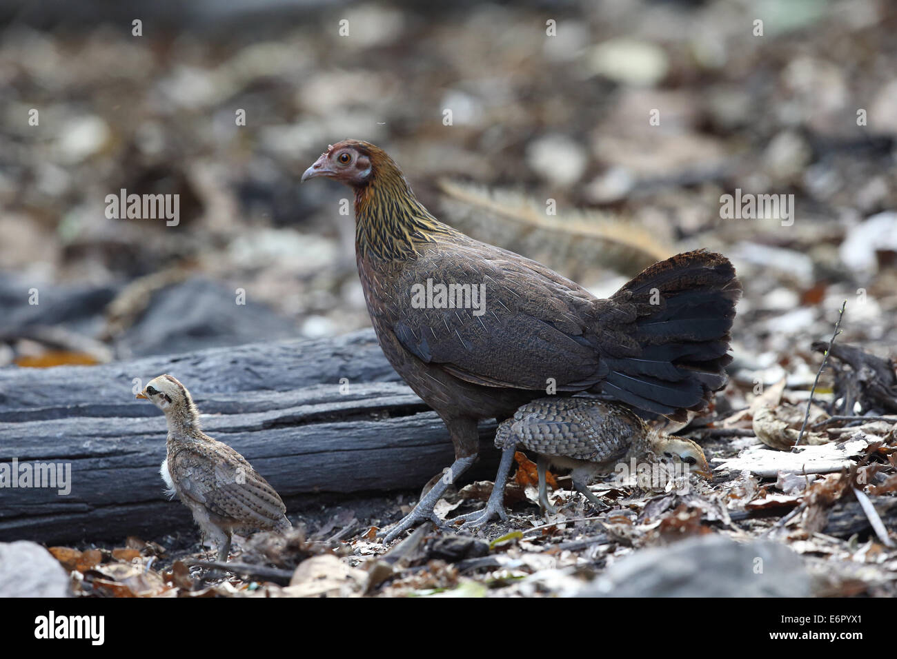 Red jungle chicken and chick hi-res stock photography and images - Alamy