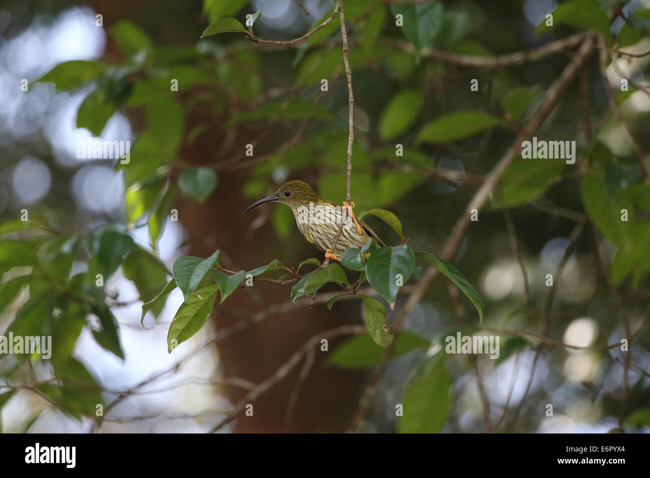 Spiderhunter bird hi-res stock photography and images - Alamy