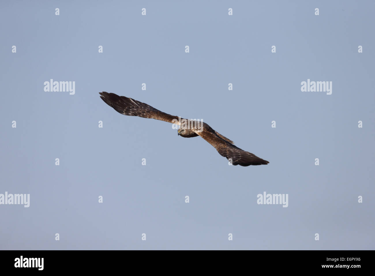 Eastern marsh harrier circus spilonotus hi-res stock photography and ...