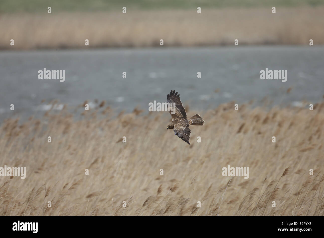 Eastern Marsh Harrier Stock Photo - Alamy