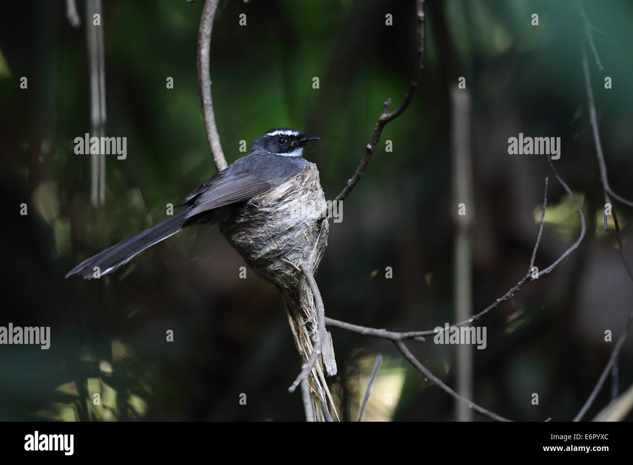 White throated fantail flycatcher hi-res stock photography and images ...