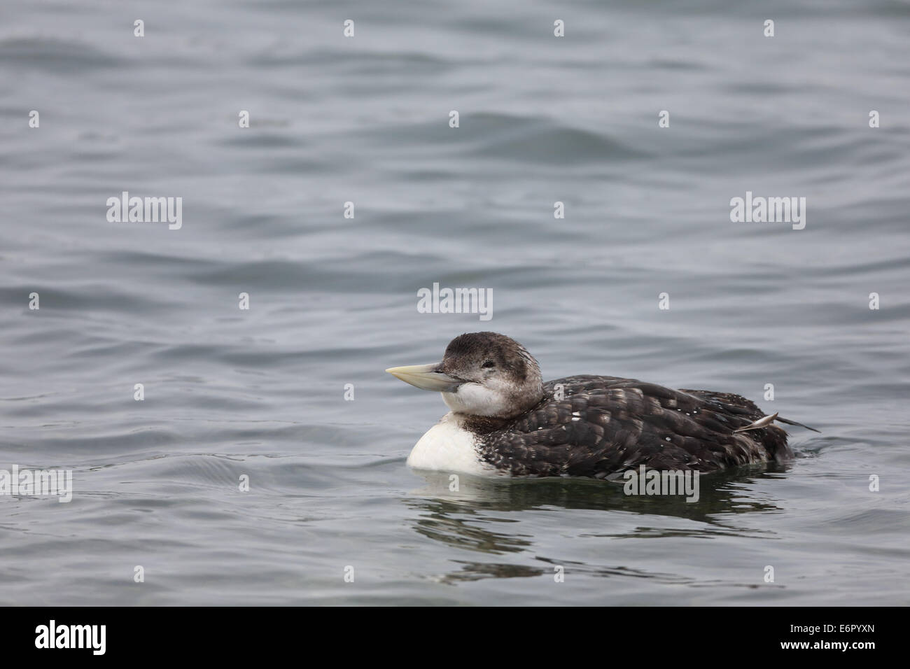 Winter plumage red throated loon hi-res stock photography and images ...