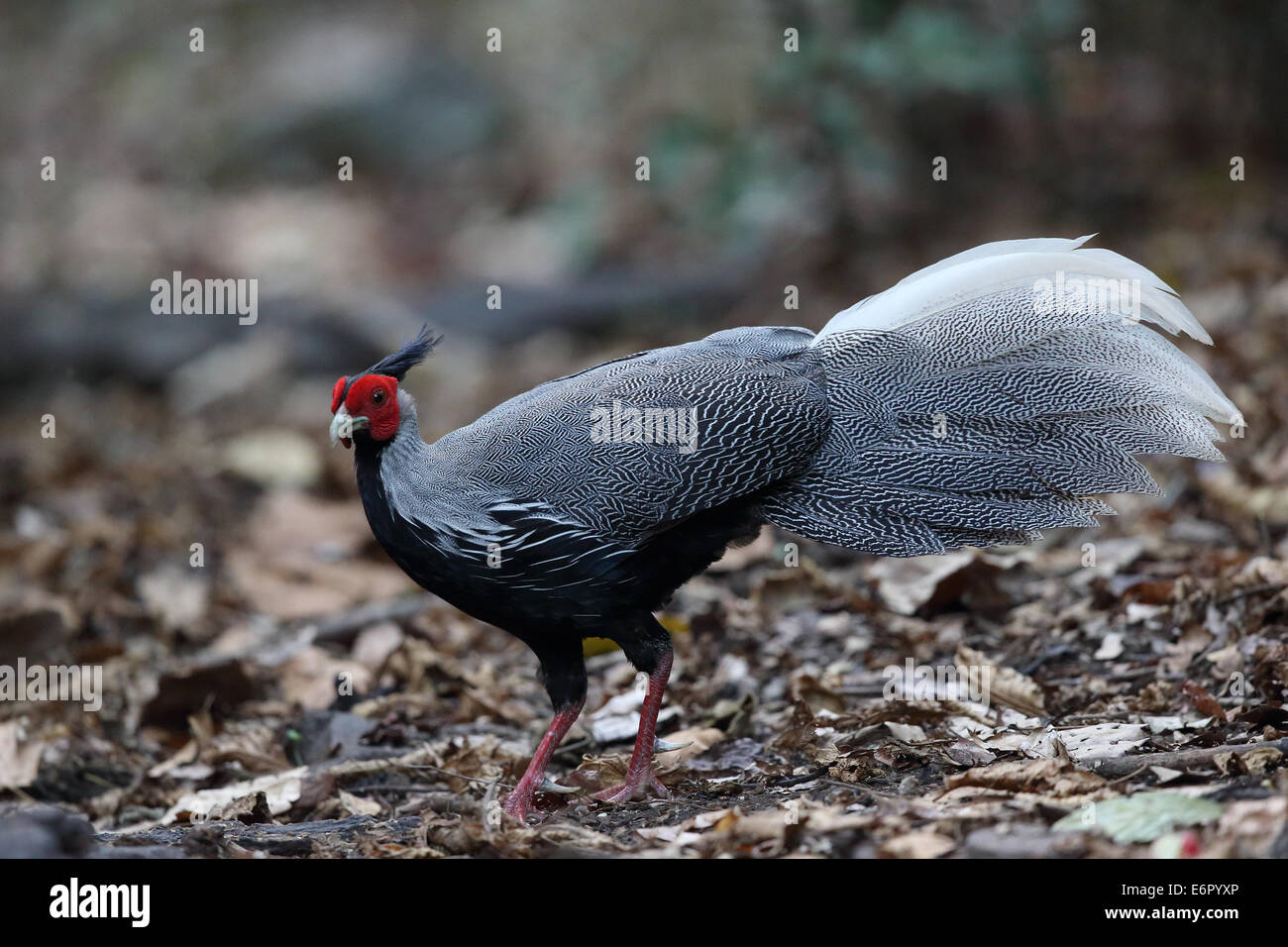 Side view pheasant walking hi-res stock photography and images - Alamy