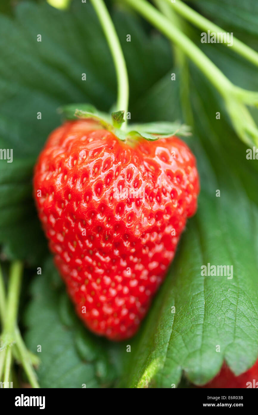 Strawberry plantation japan hi-res stock photography and images - Alamy