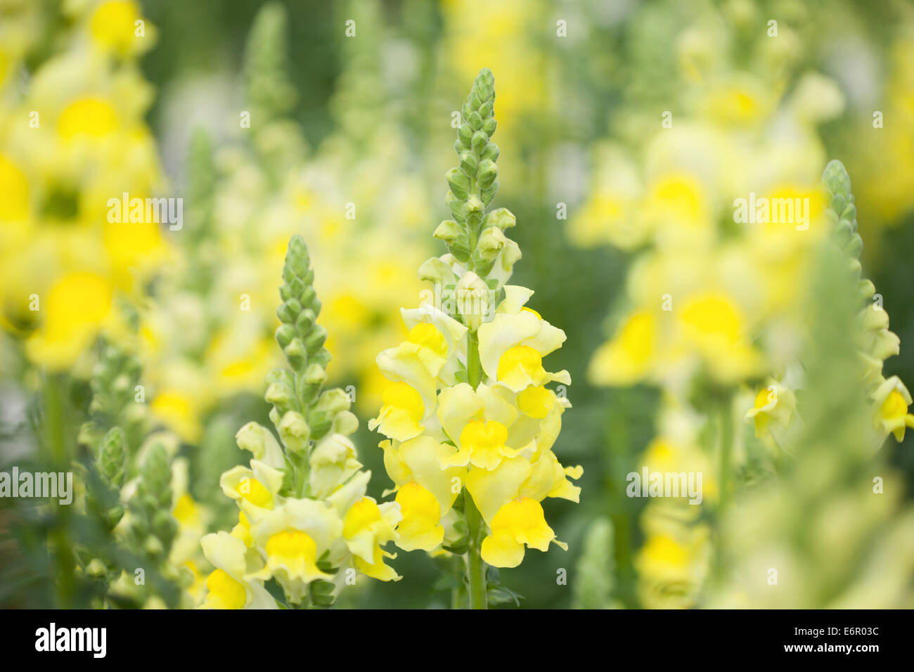 Common snapdragon plant hi-res stock photography and images - Alamy