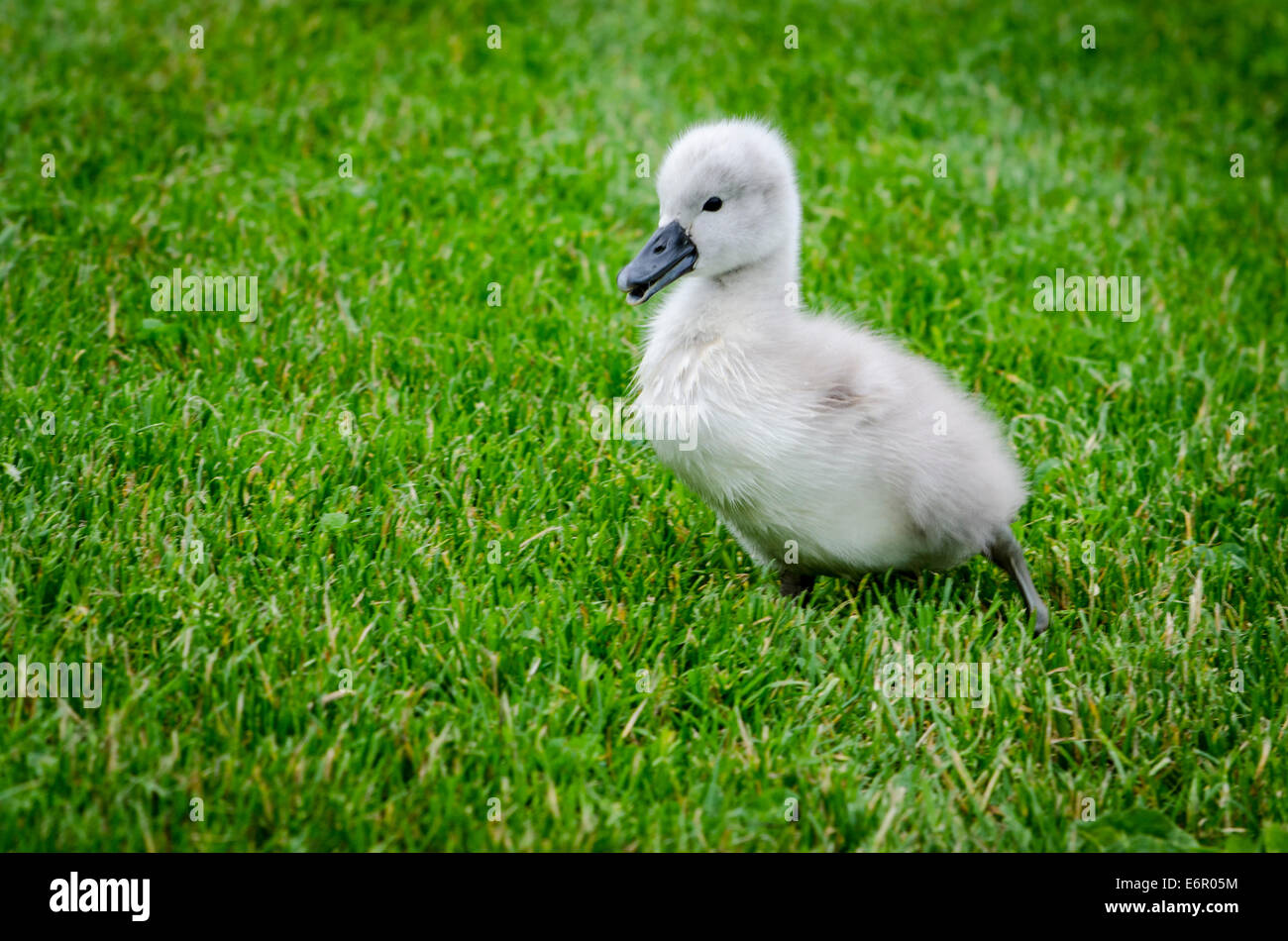 A very young cygnet on its own in grass Stock Photo - Alamy