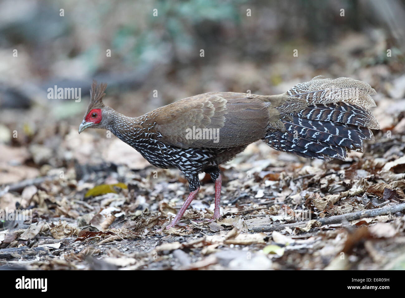 Female silver pheasant hi-res stock photography and images - Alamy