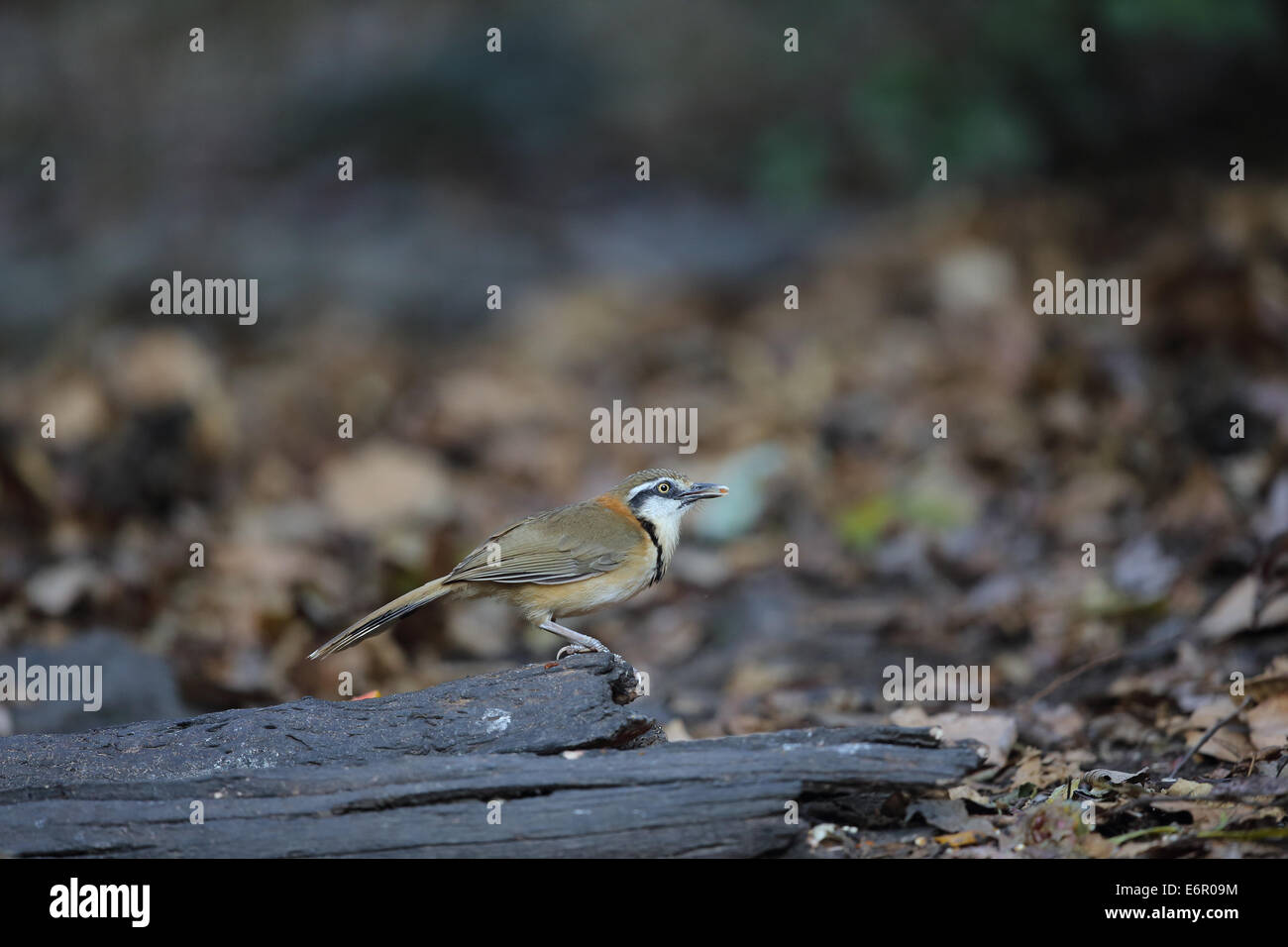 Hwamei hi-res stock photography and images - Alamy